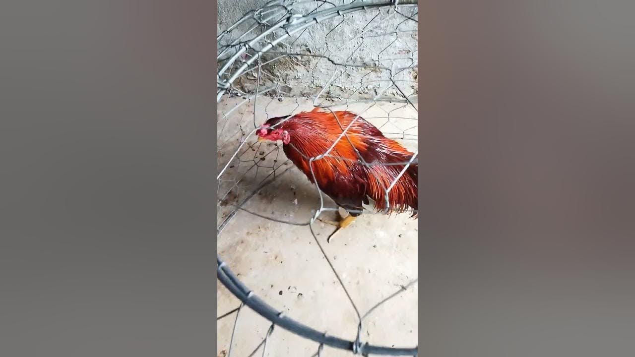 Điều Bông Asil Mỹ 3kg2 (4củ) Ae Ưng Ý LH 0832759831 - YouTube