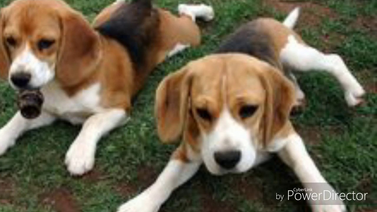 Les plus beau beagle - YouTube