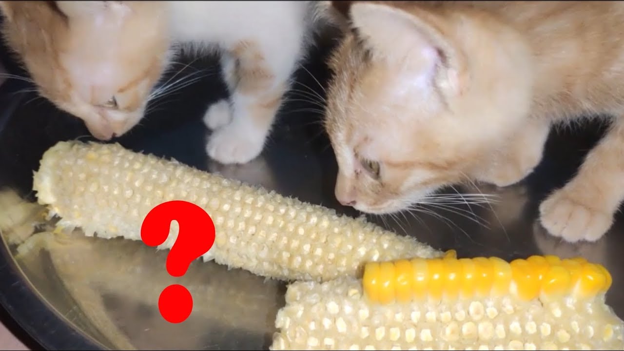 Kitty curious about corn. - YouTube