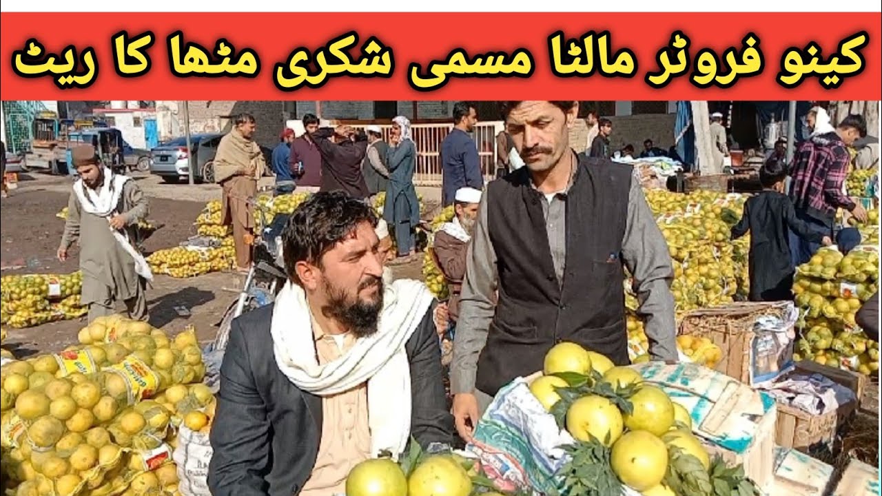 Malta kinnow metta mousmi shakri aur fruitar rate update || VIP orange ...