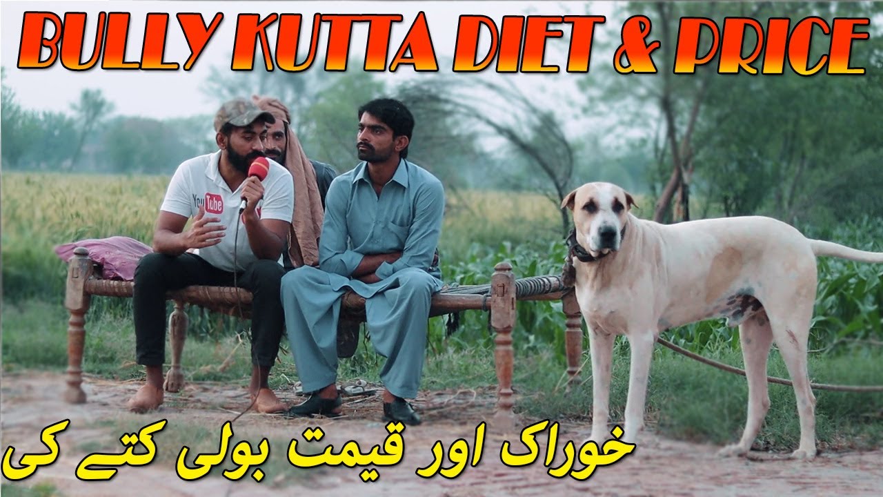 Pakistani Top Bloodline Bully Kutta || Biggest Pakistani Bully Dog ...