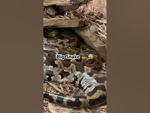 Python eat Dog 😱🐍#animals #attack #wildlife #viralvideos #snake #viral ...