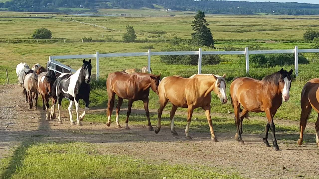 Broadleaf guest ranch, New Brunswick Canada - YouTube