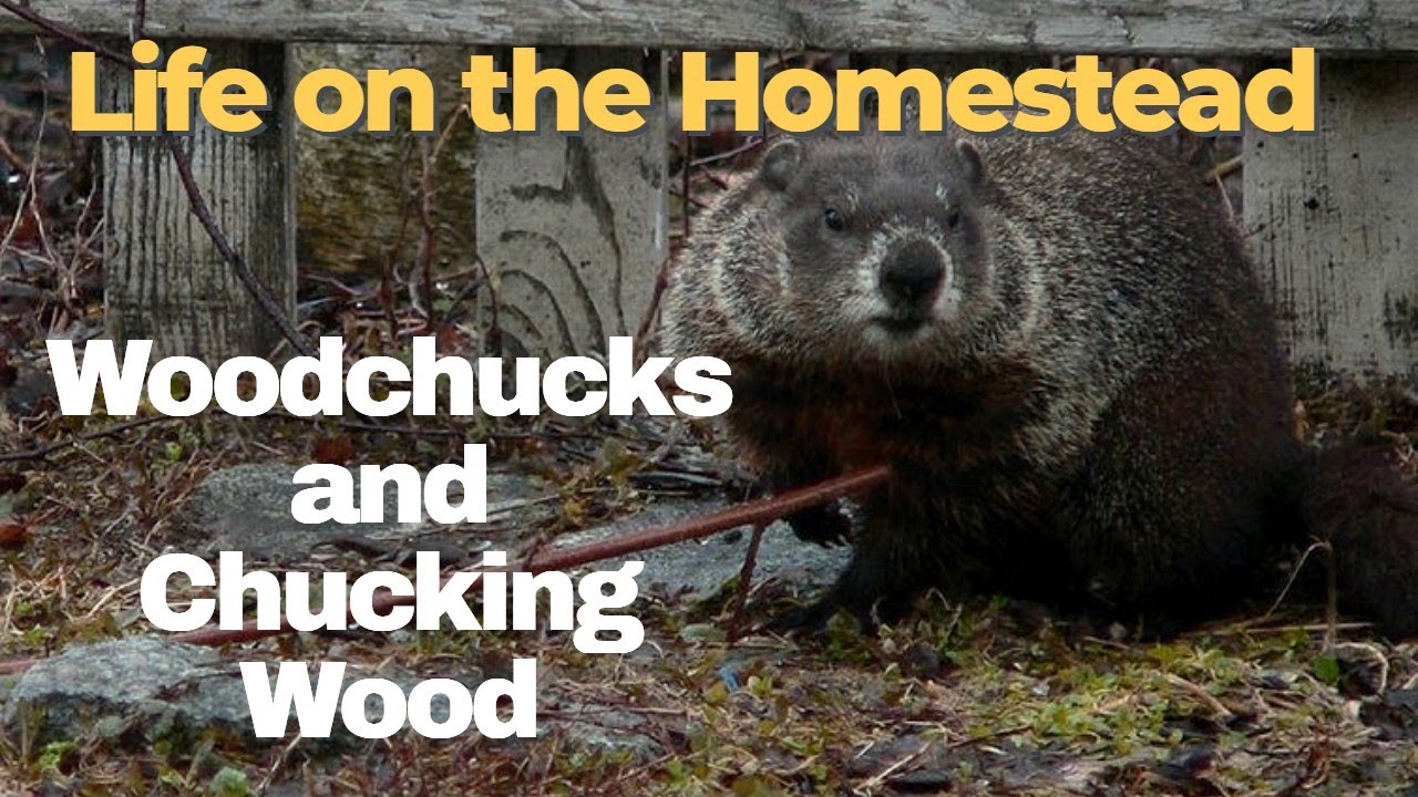 Life on the Homestead- Woodchucks and Chucking Wood - YouTube