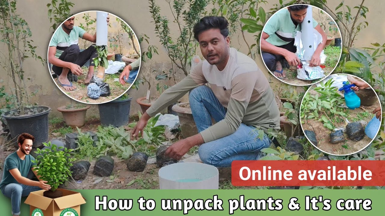 How to unpack plants & it's care | unboxing |Avadh Nursery | Online ...