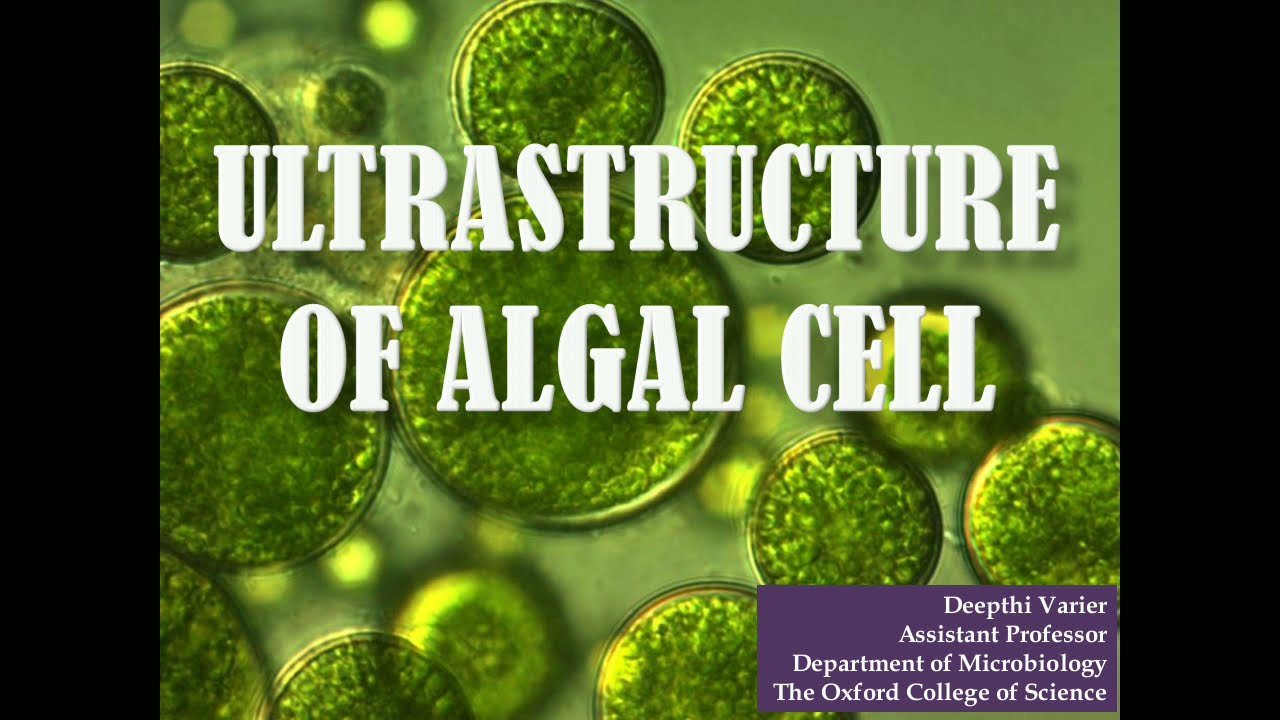 Eukaryotic Algal Cell - YouTube