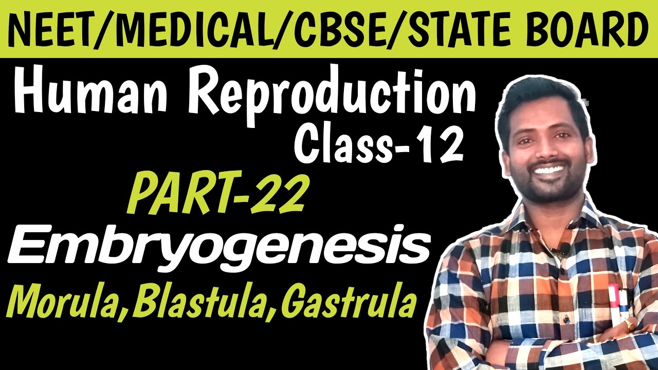 embryo stages of development | morula blastula gastrula | blastula ...