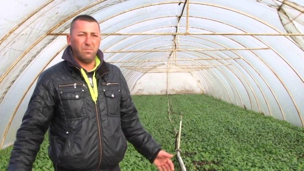 Spanać Brestač emisija Domaćin 449 - YouTube