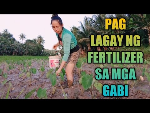 PAANO ALAGAAN AT PATABAIN ANG AMING MGA TANIM NA GABI - YouTube
