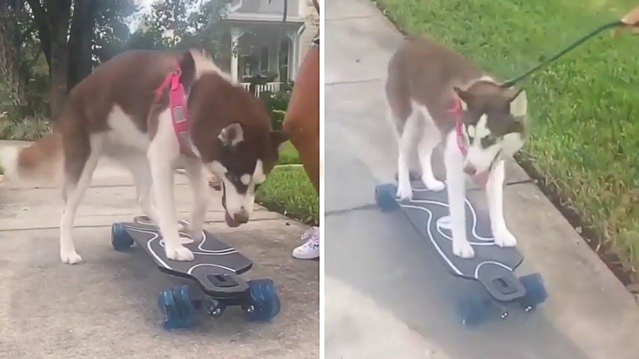 Only way this husky goes for a walk is on a skateboard - YouTube