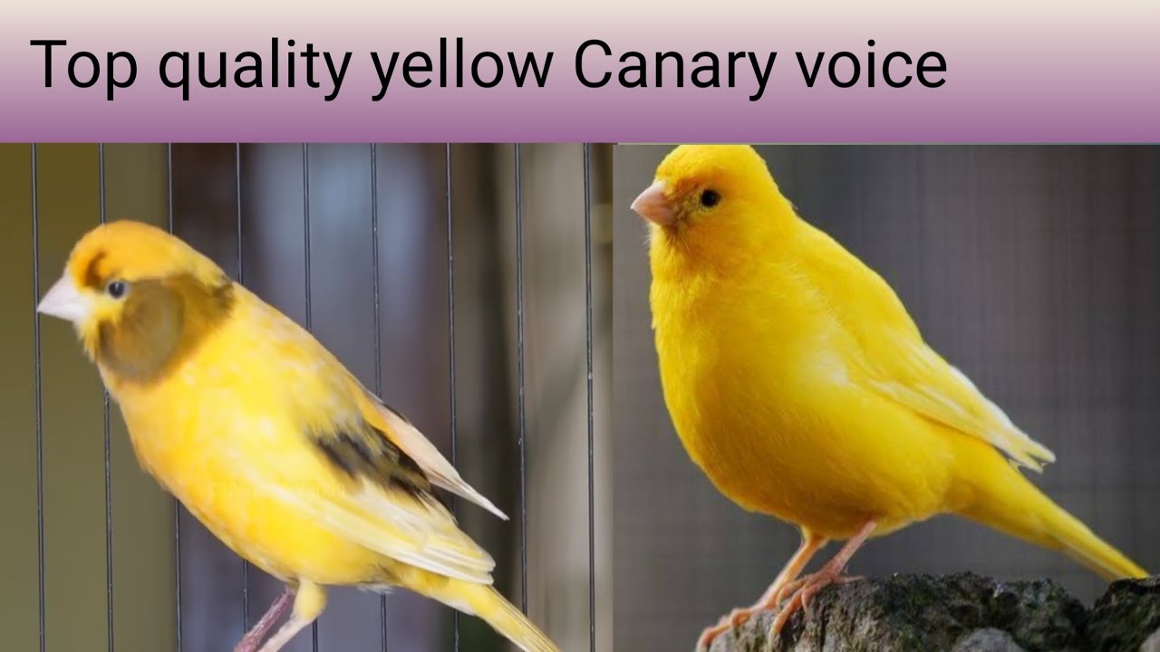Top quality yellow Canary voice 😘 - YouTube