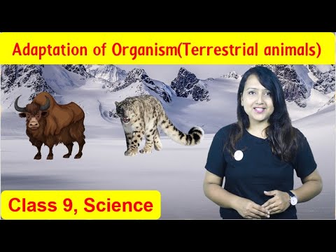 Adaptation of Organism(Terrestrial animals), Class 9, Science - YouTube