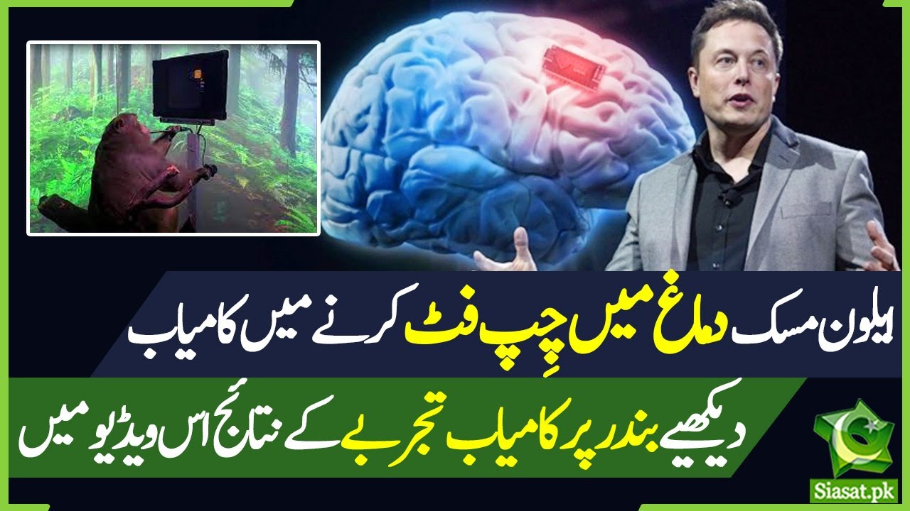 A small monkey plays MindPong using just his Brain - Elon Musk Brain ...