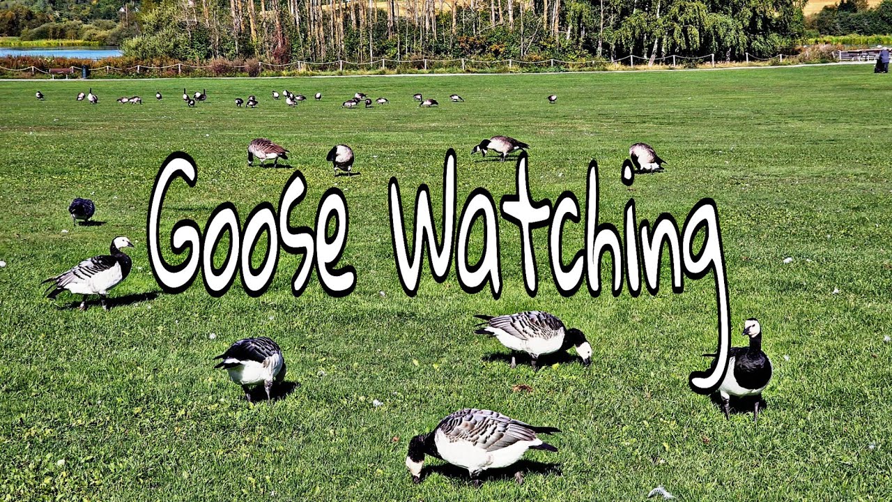 Oh my Geese! [Watching Goose] [#ZacAze] - YouTube