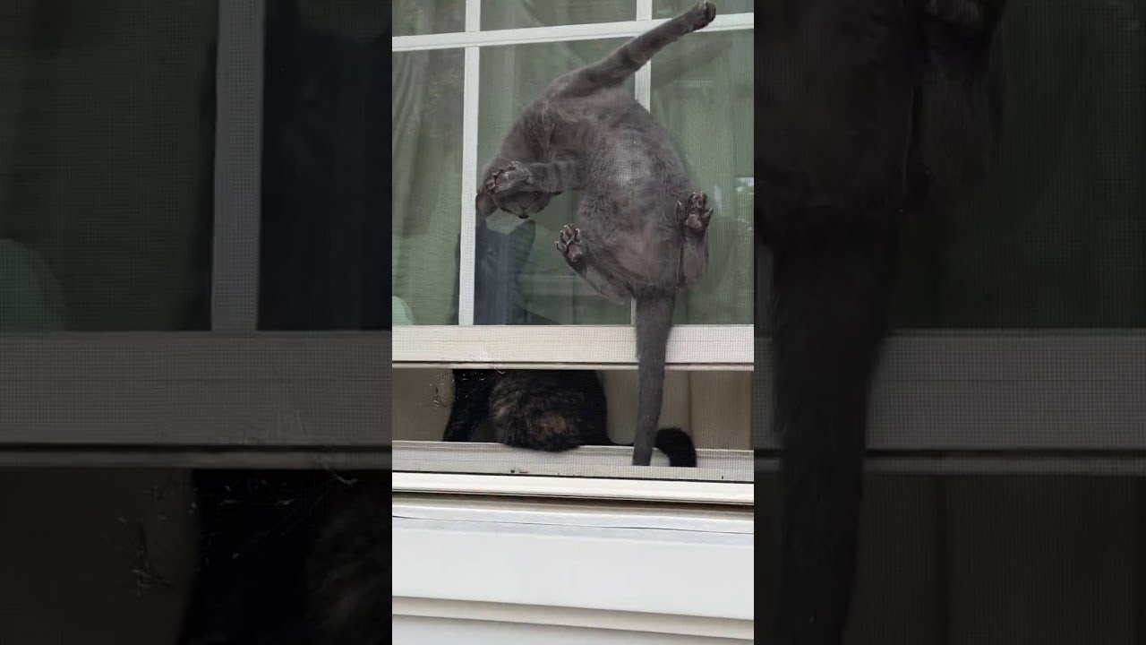 Acrobatic Kitty Climbs up Window Screen || ViralHog - YouTube