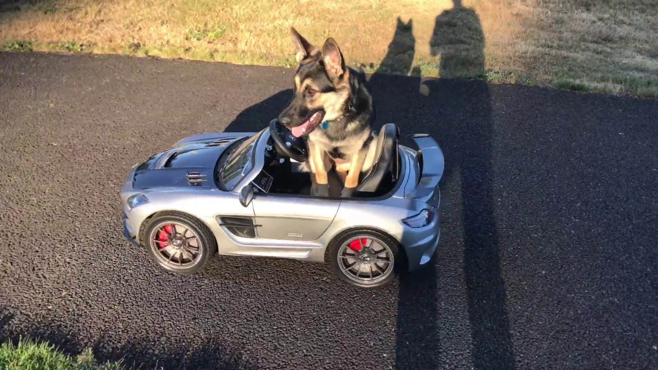 German Shepherd Puppy Drives Mercedes - YouTube