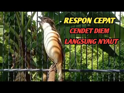 SUARA BURUNG CENDET GACOR PALING AMPUH UNTUK PANCINGAN CENDET MUDA AGAR ...