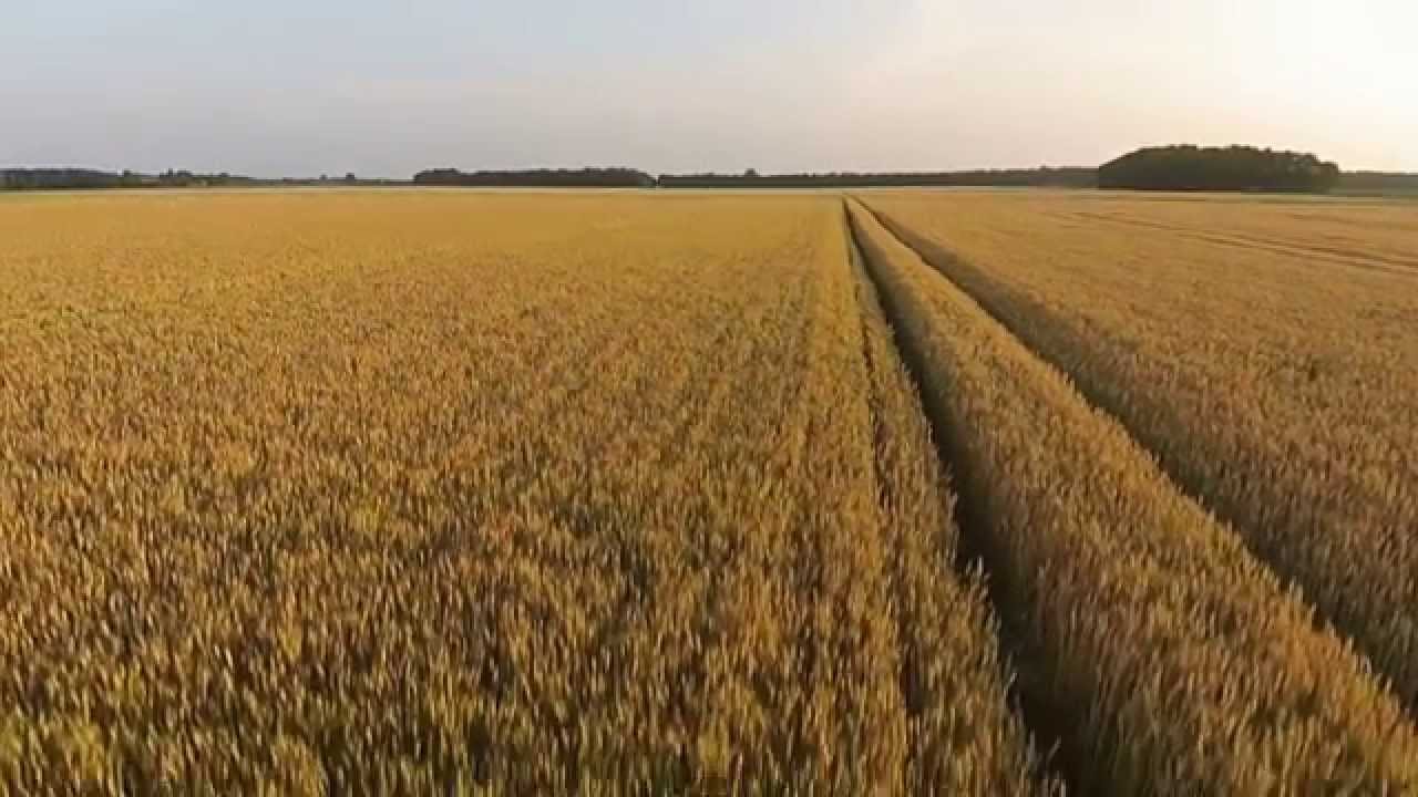 Graanveld - YouTube