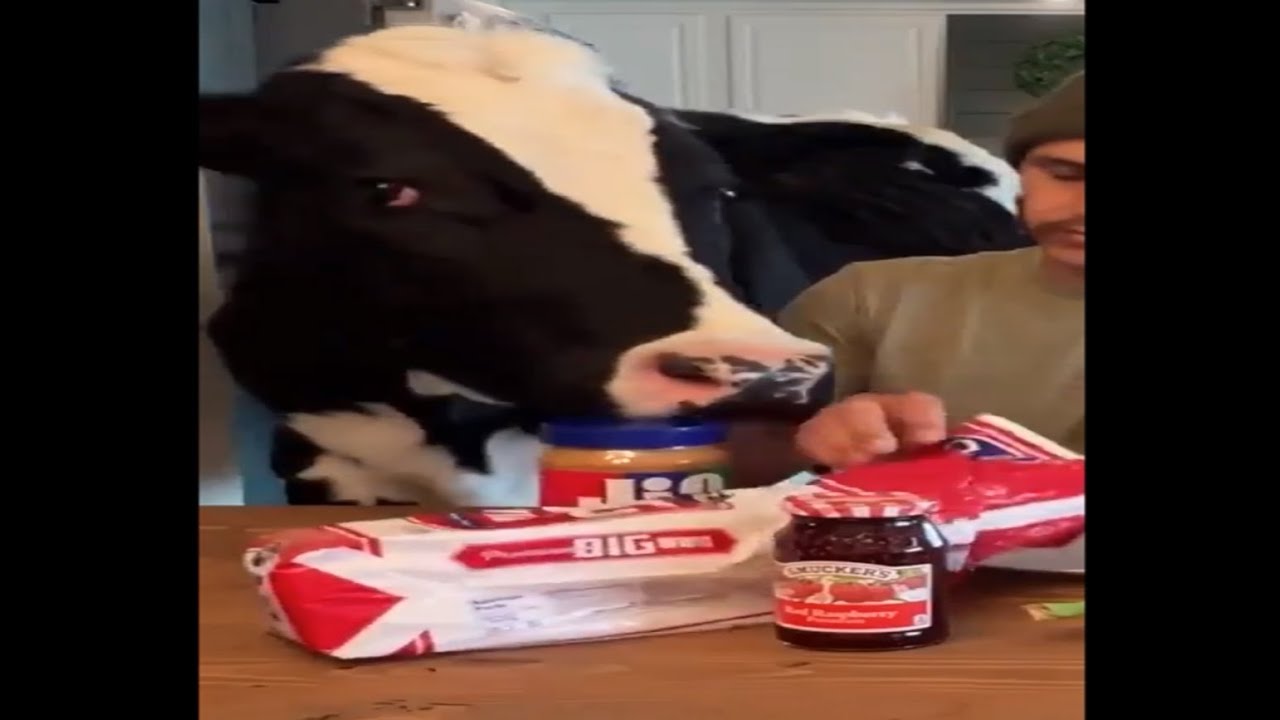 Cows🐄Lunch🥪Time⏰🤪🤣😎 - YouTube