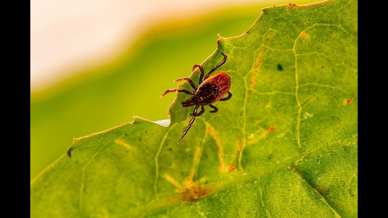 A Handbook on Geohelminths - YouTube