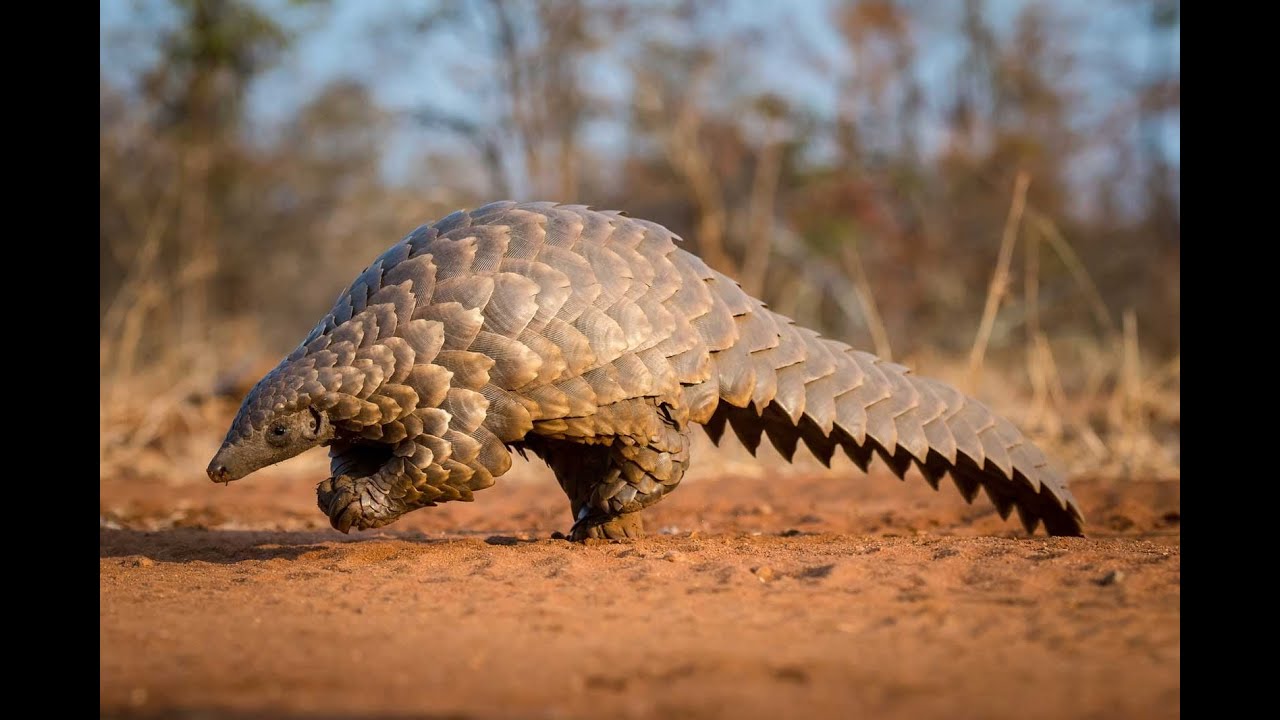 Pangolins Animal video #animals #pangolins - YouTube