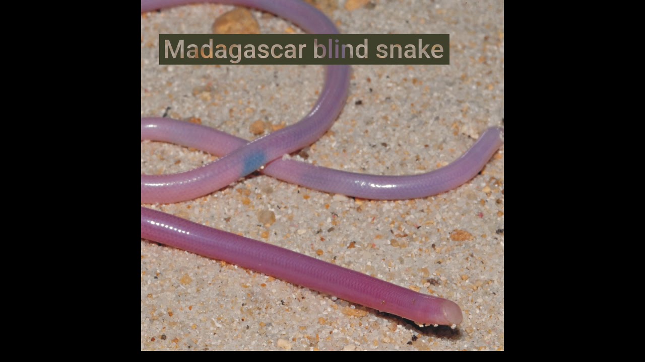 Strange Madagascar blind snake - YouTube