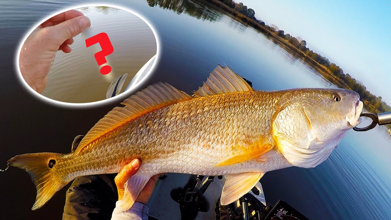 Big Drum Love This Lure! (Yak Fishing Flats for Drum) - YouTube