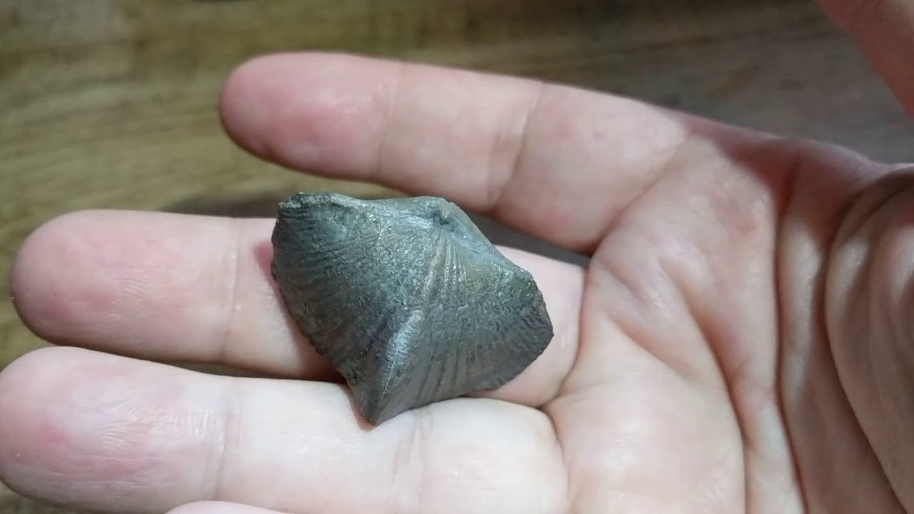 Complete Neospirifer fossil! - YouTube