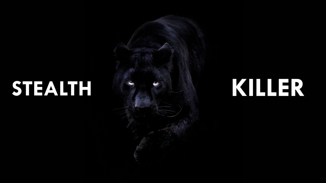 Stealth Killers: Top 10 Most Stealthiest Predators - YouTube