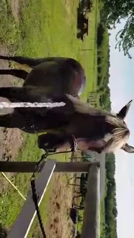 Scotty getting a hose down in the hot weather - YouTube