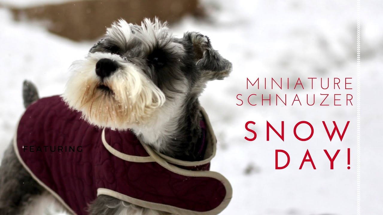 A Miniature Schnauzer SNOW DAY! - YouTube