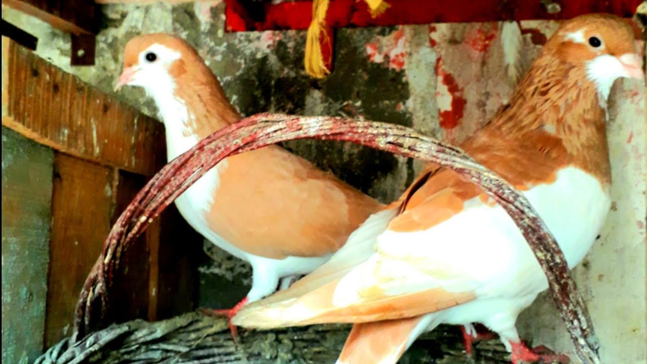 Beautifull Brids | Brids lovers | kabotar ki bari nasal | kabotar lovers |Viral kabotar videos ...