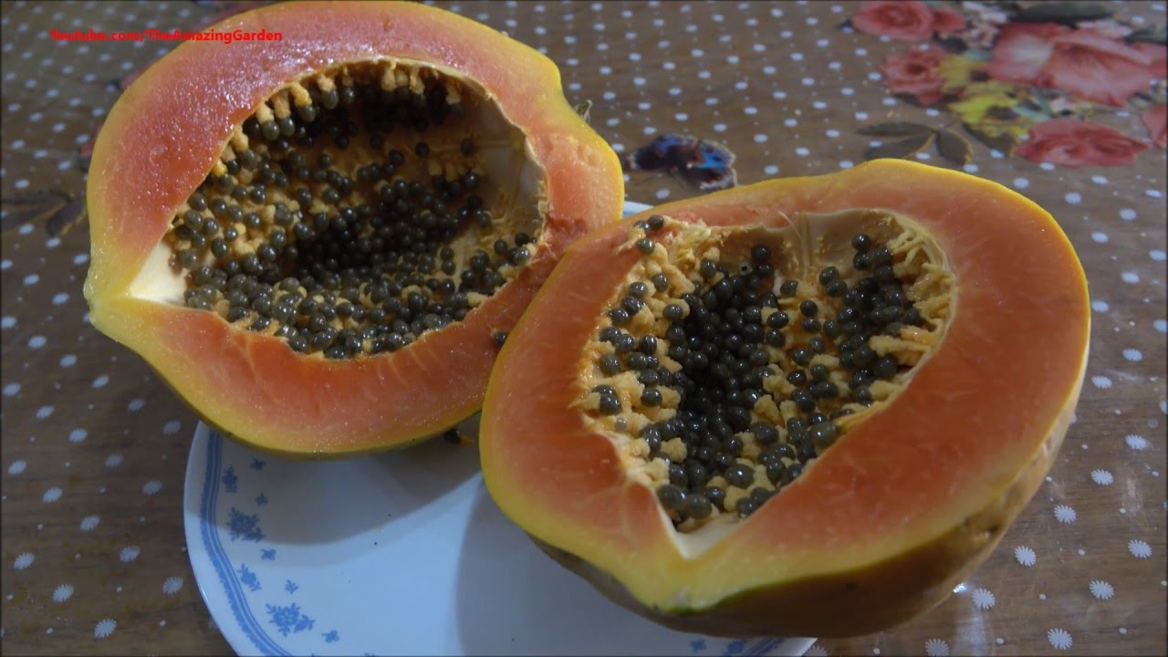 Red Lady Papaya Fruit - YouTube