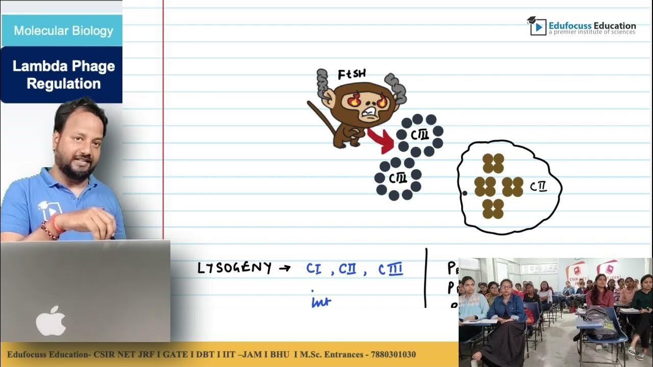 2/2 Lambda Phage Regulation l C1 C2 Cro l Lytic Cycle l Deepak Sir l ...