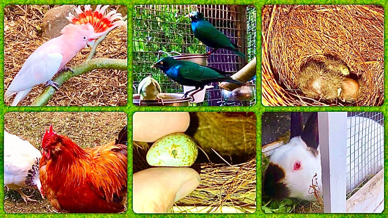 Chicken Aviary | Budgies | White eared bulbul | Cockatoo | Softbills ...