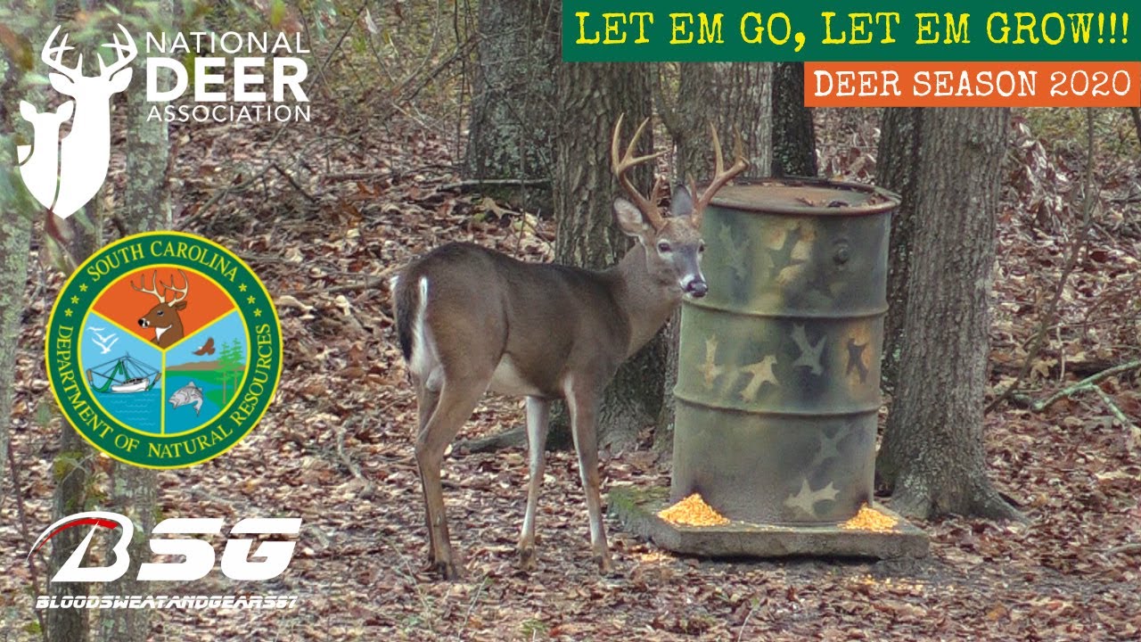 Bucks I Let Walk!!! (Deer Season 2020) **Deer Hunting in SC** #LetEmGo ...