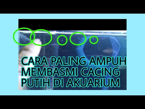 Cara mengatasi cacing putih cacing nematoda protein di akuarium paling ...