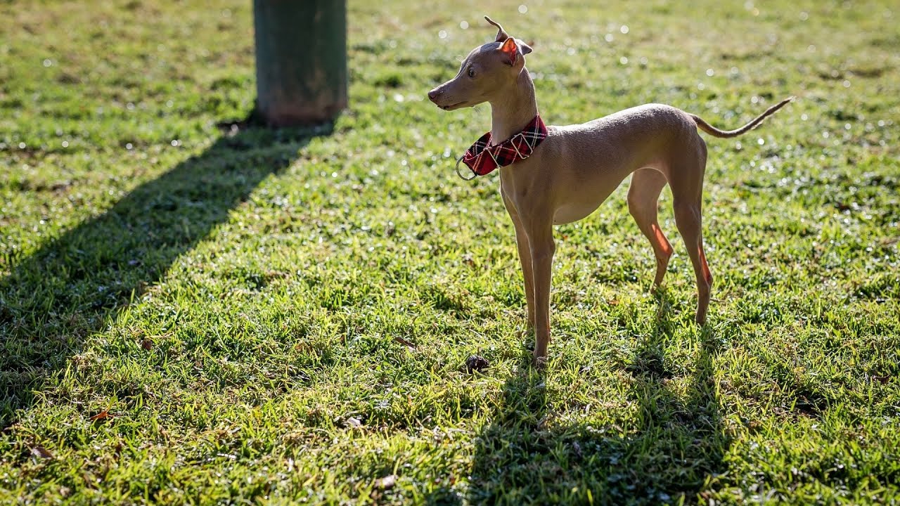The Thrill of Italian Greyhound Racing: Fastest Dogs on the Track ...
