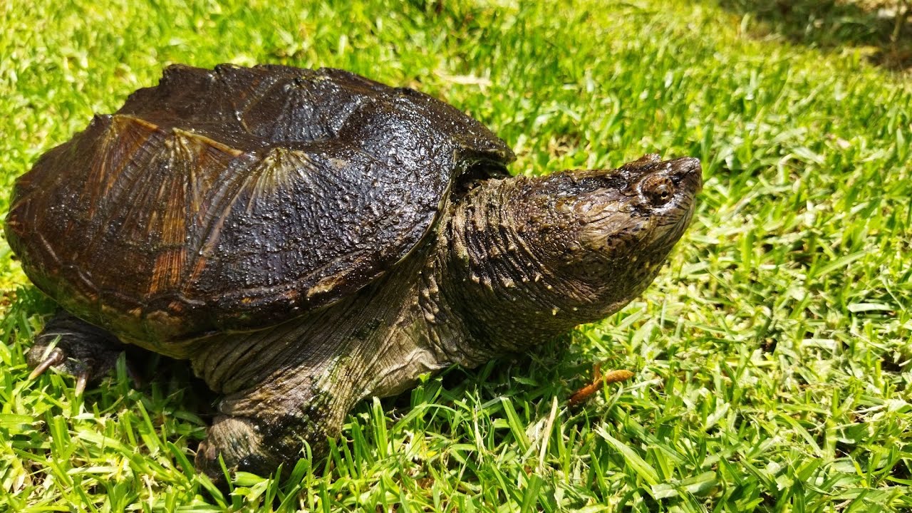 Ficha de cuidados de la tortuga lagarto. Chelydra Serpentina.🐢🙂🌵 - YouTube