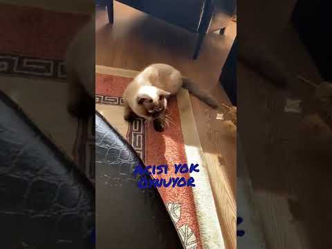 Kedi kalça çıkığı ameliyatı/Adana/veteriner/kedi/.#kedikalçaameliyatı#kedi#kalçaçıkığı#Adana#