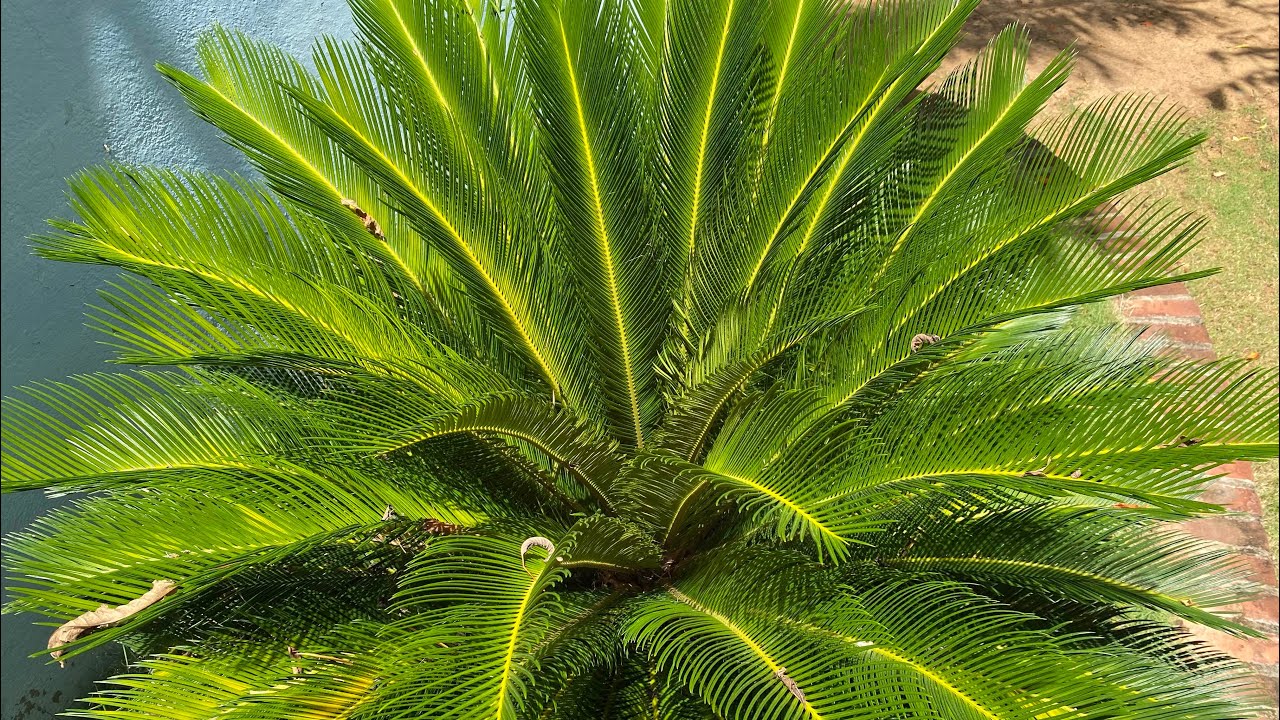 Propagation of cycas plant | Grow baby cycas plant - YouTube