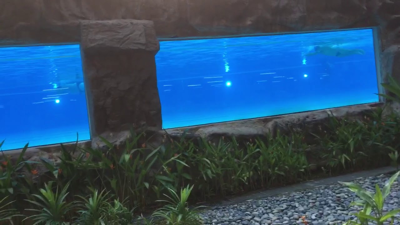 SAFRA Toa Payoh - Swimming Area: Underwater Gallery - YouTube