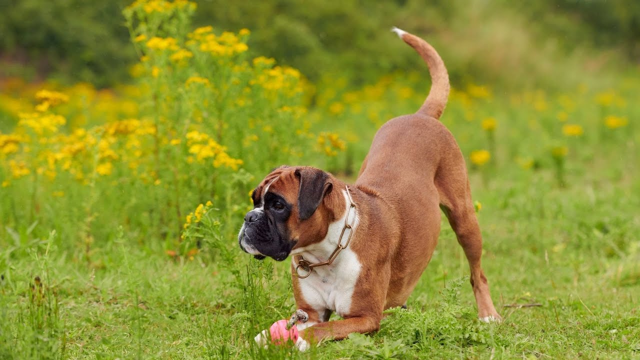 Boxer Dog Breed A History and Origin - YouTube