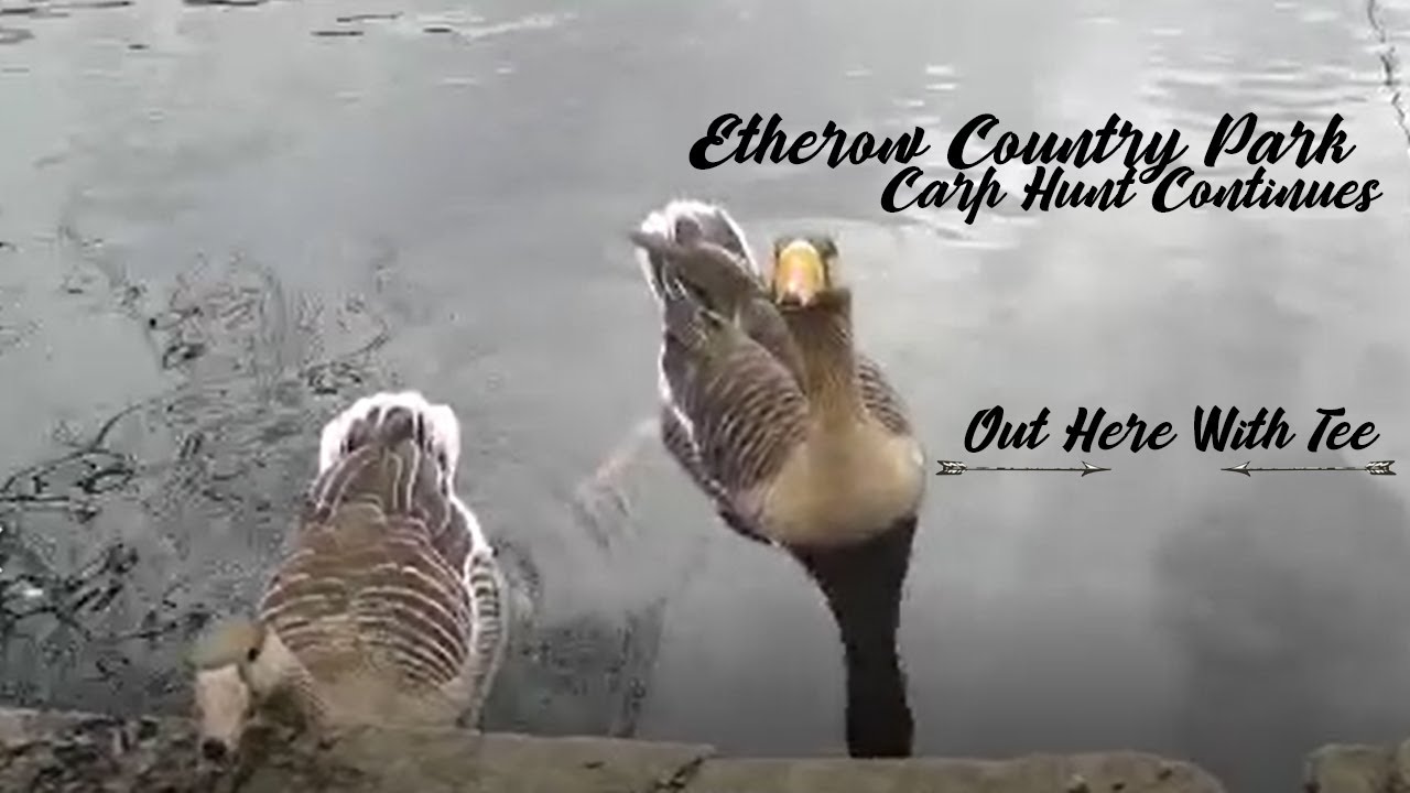 Etherow Country Park // Carp Hunt Continues - YouTube