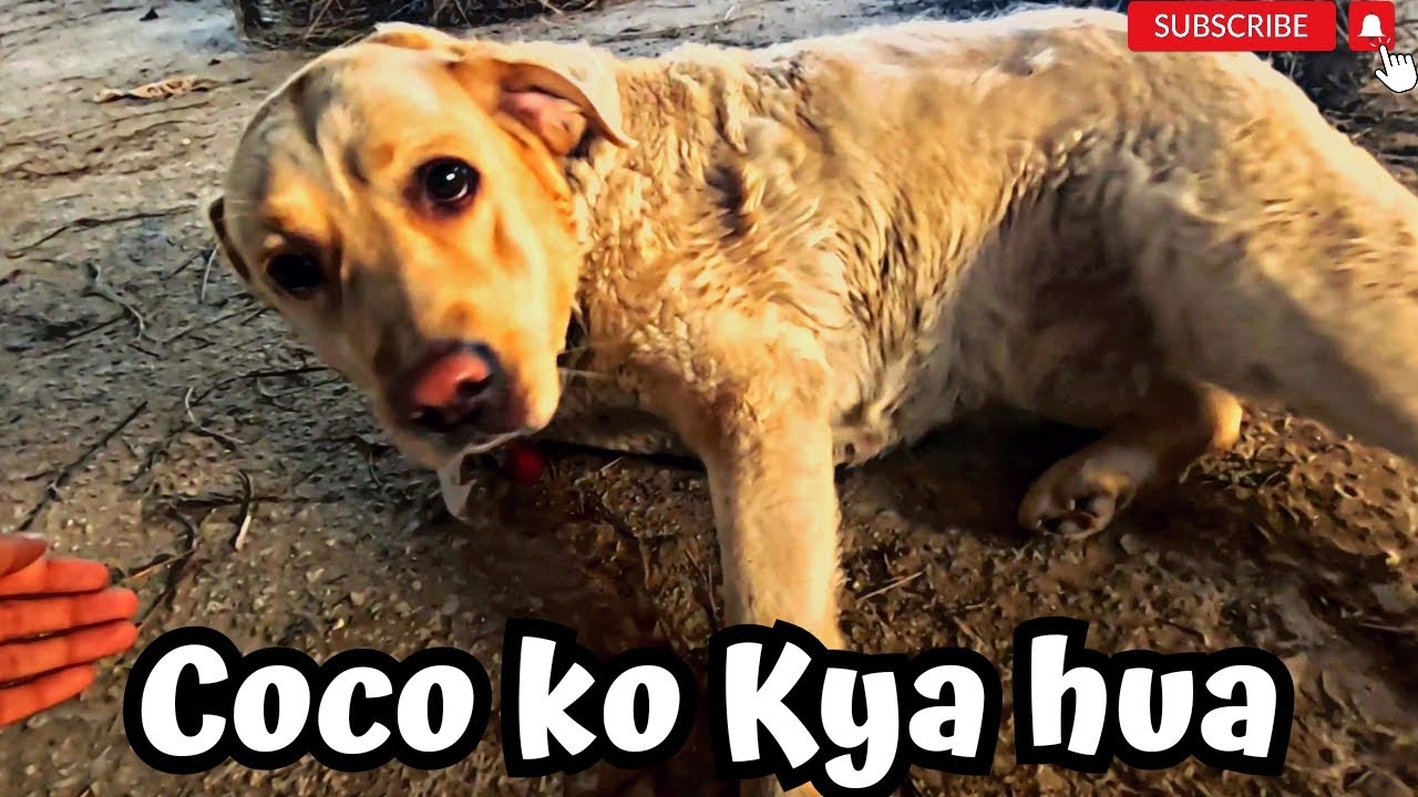 Coco ko kya hua | Village Life | himachal Culture #214 Vlog - YouTube