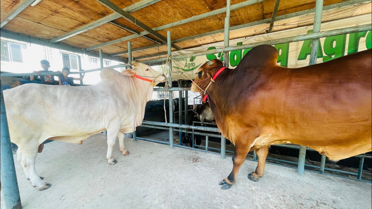 Sadeeq Agro 2023 | Sadeeq Agro New Collection | Season 2023| Beautiful ...