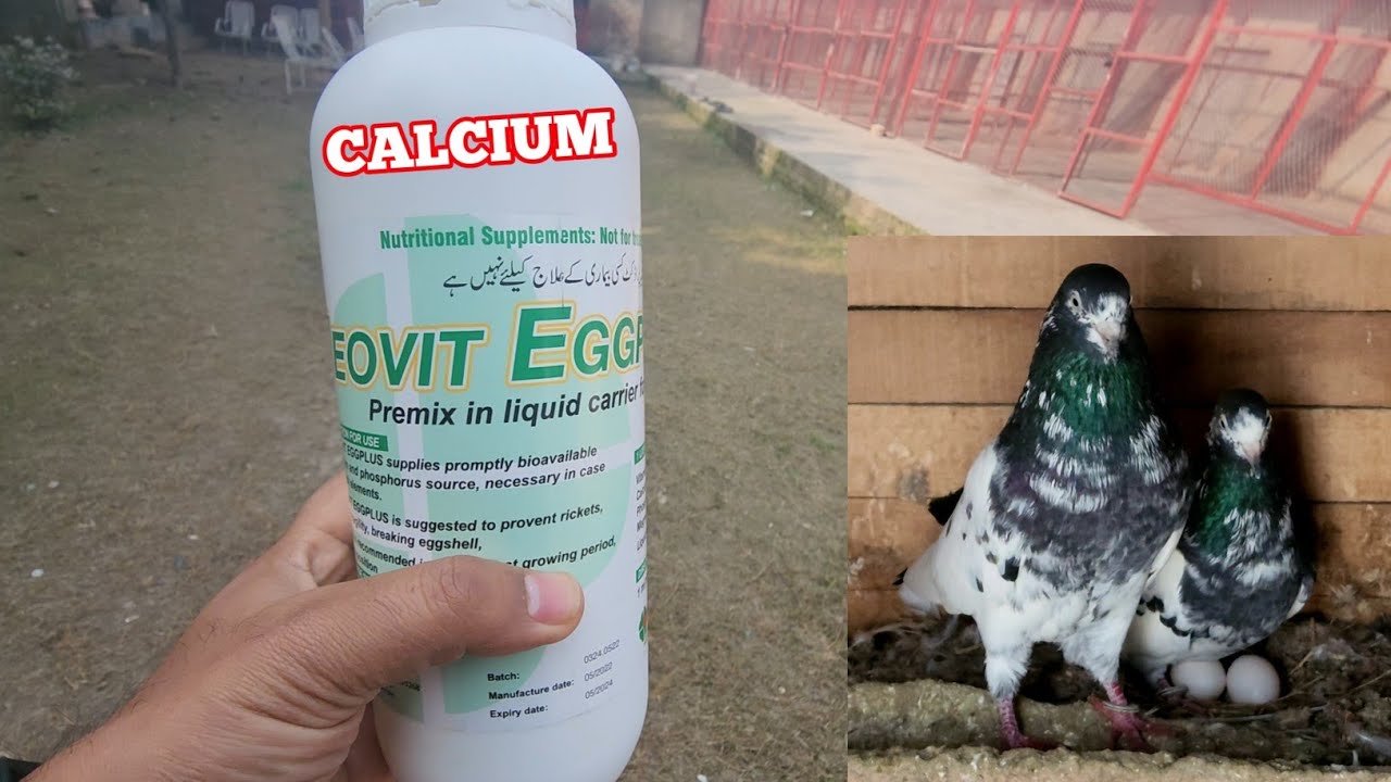 Pigeon Egg Formula - YouTube