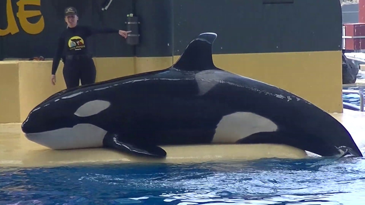 Adan w/ his stuffed toy - June 14 2019 - Loro Parque Spain - YouTube