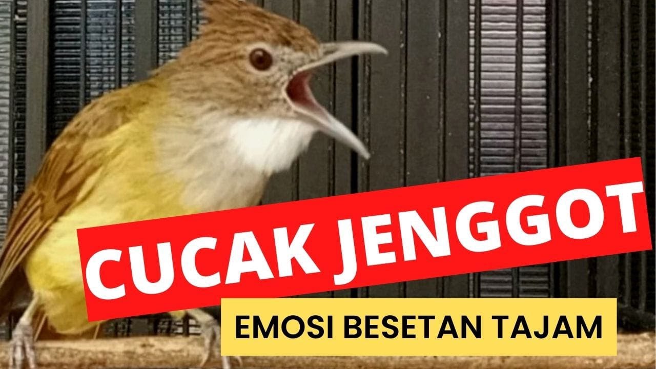 CAK JENGGOT EMOSI BESETAN TAJAM #masteranburung #cucakjenggot # ...