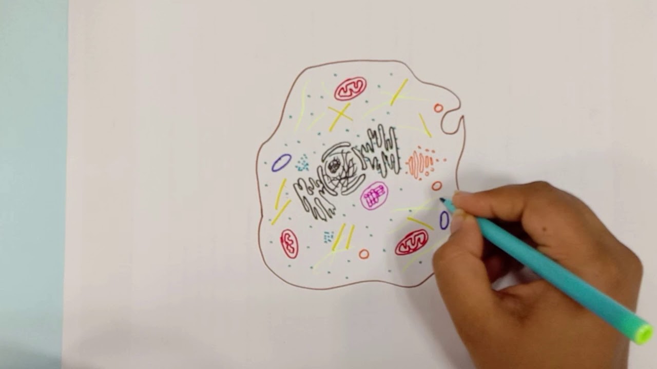 How to draw animal cell | Biology | Grade 8-12 - YouTube